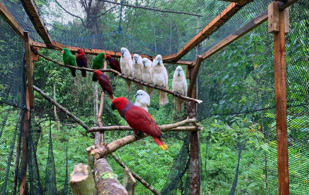 20 Satwa Liar Endemik Maluku Akhirnya Dilepasliarkan di Suaka Alam ...