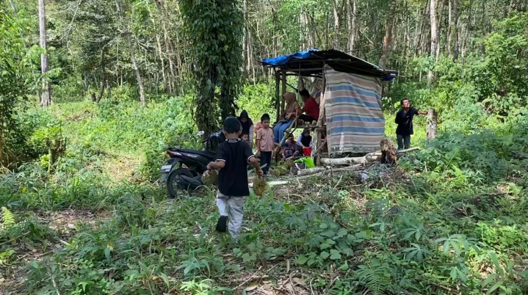 Tradisi Panen Durian di Mandailing Natal Warnai Awal Tahun 2025