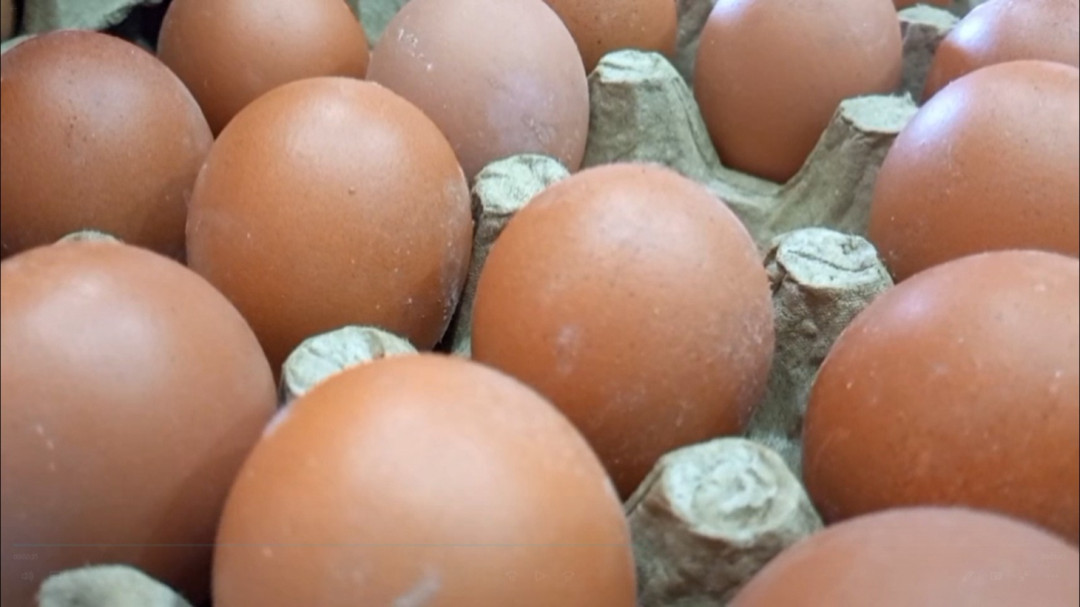 Video Dugaan Telur Palsu yang Beredar di Namrole Ternyata Hoaks