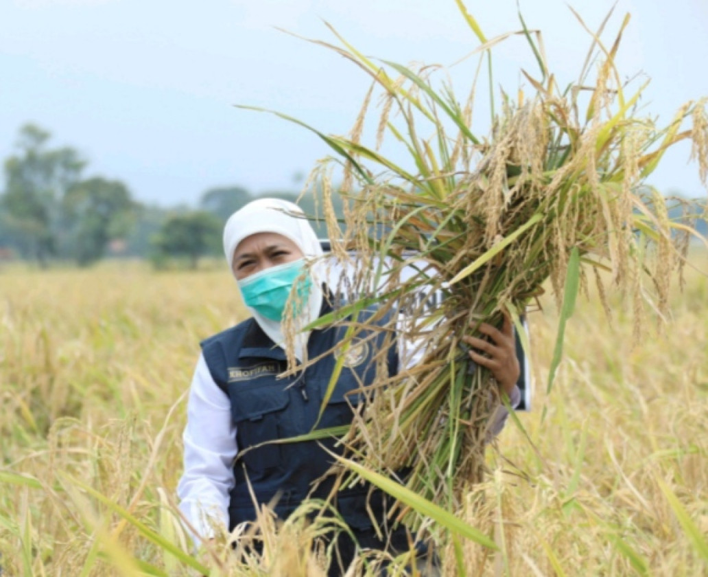 Jawa Timur Kembali Sebagai Penghasil Padi Terbesar di Indonesia