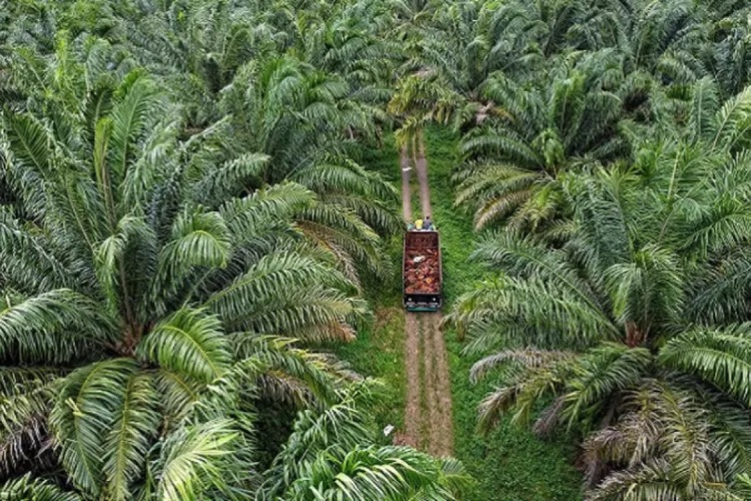Wilmar Kembalikan Rp11,8 Triliun ke Negara: Apa Rahasia di Balik Dana Fantastis Ini?