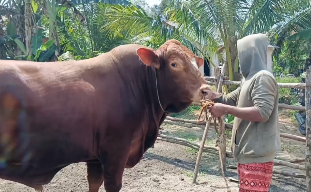 Presiden Prabowo Pilih Sapi Simmental dari Bangka Barat