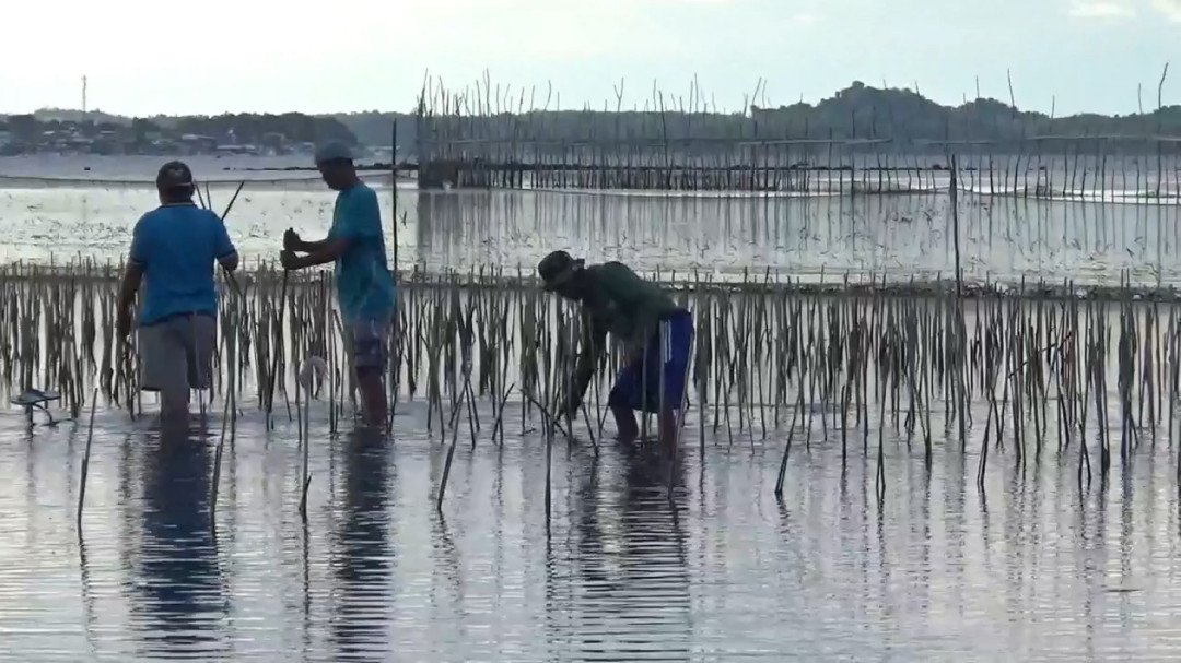 Cegah Abrasi Warga Tanam Mangrove di Pesisir Pantai