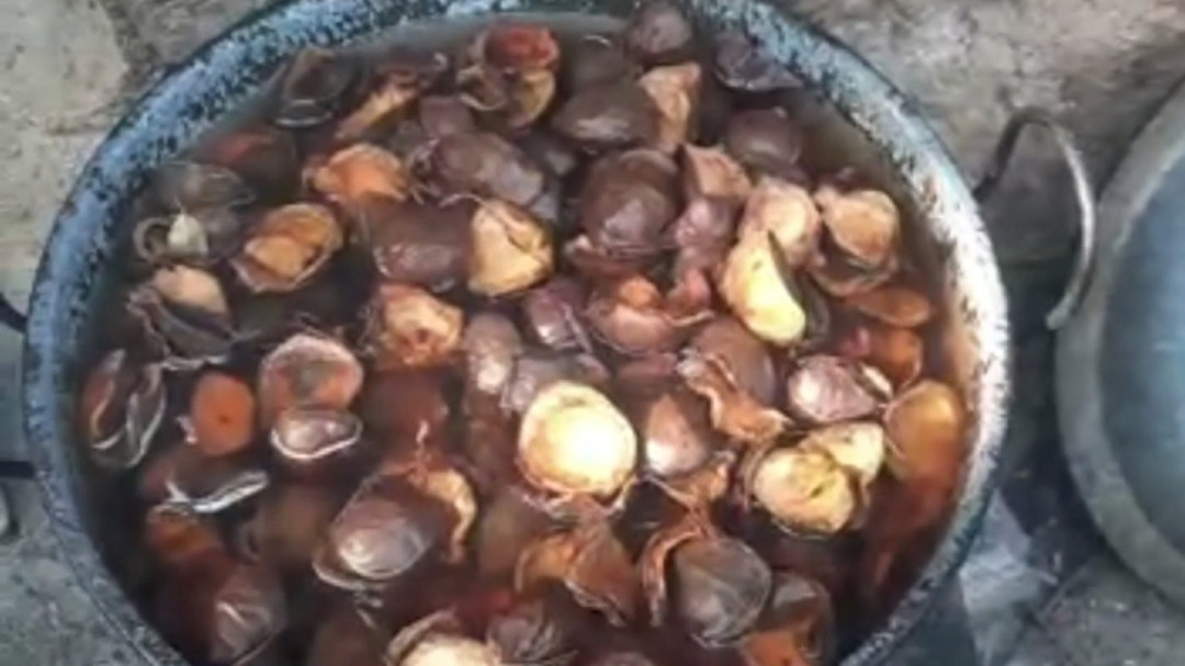 Batik Tulis Kulit Jengkol dari Bandar Lampung