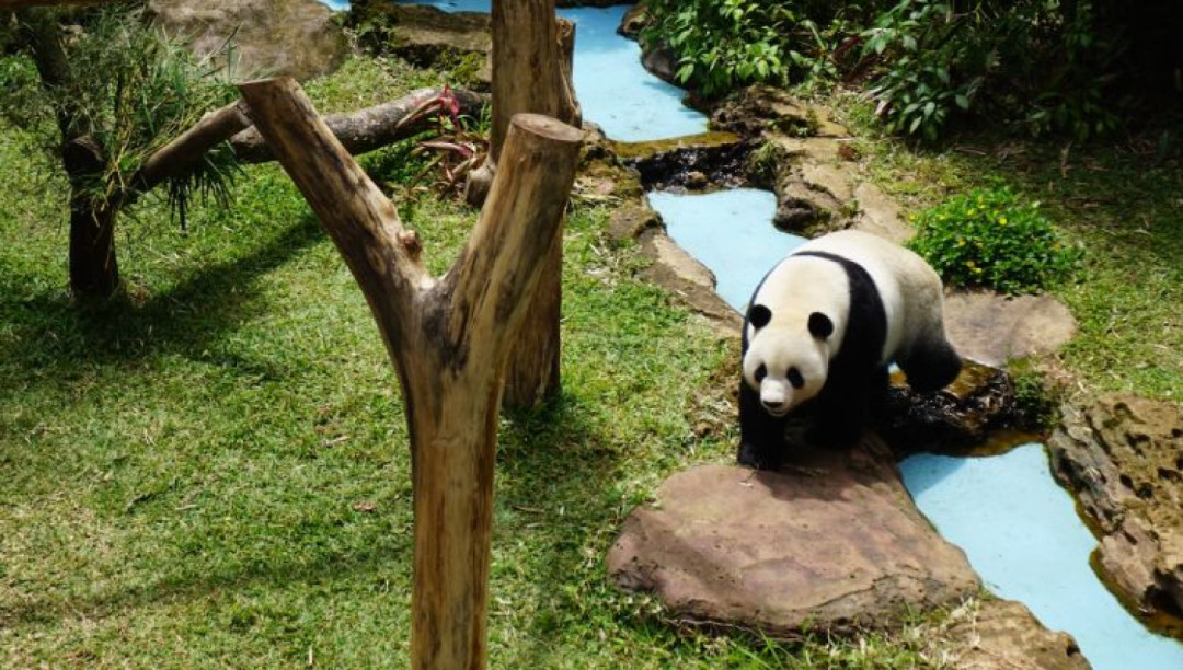 Taman Safari Indonesia Rayakan Ulang Tahun Kedatangan Giant Panda