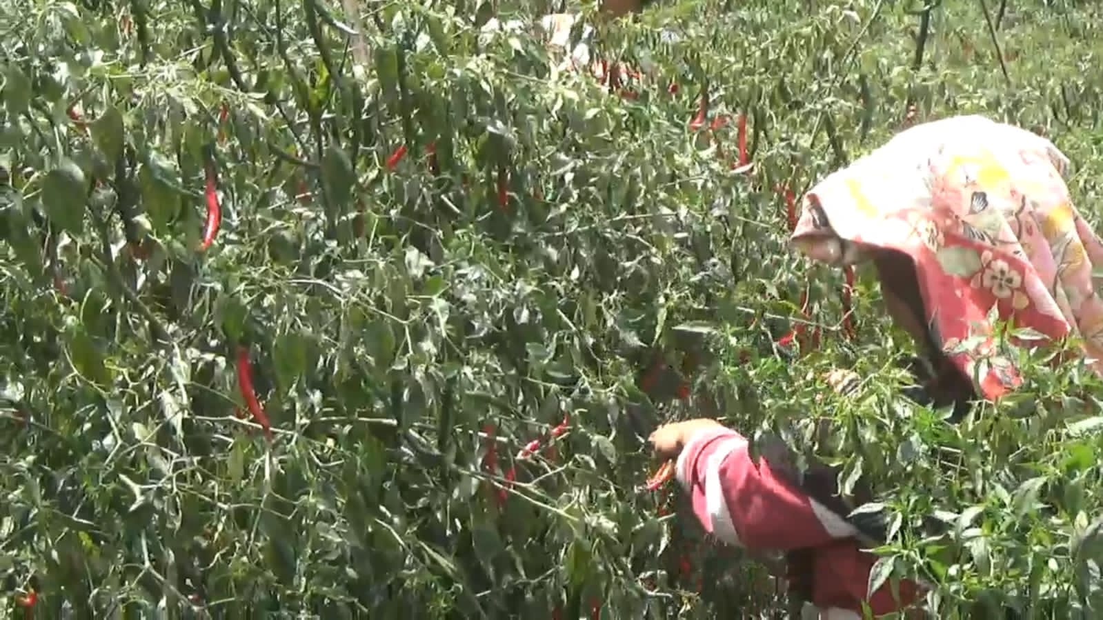 Anak Muda dari Solok Sukses Jadi Petani Cabai